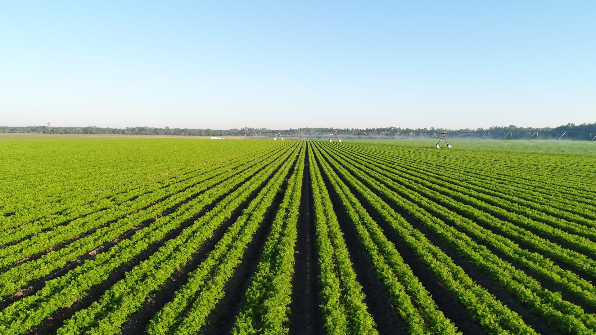 Cal-Organic Farms Offers Limited Edition Red Bunch Carrots - Grimmway Farms